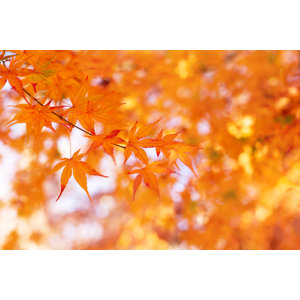 Winston Porter Japanese Maple Tree by Yulia Lisitsa - Wrapped Canvas Photograph | Wayfair